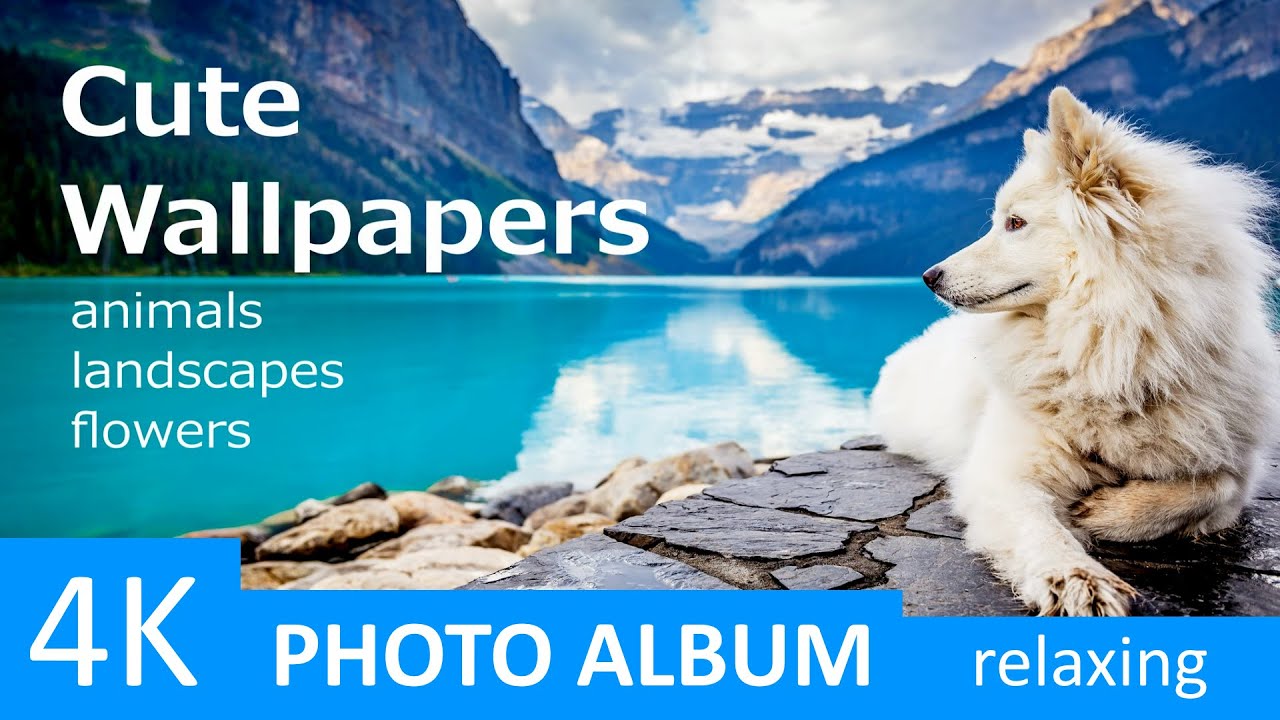 4K Cute Wallpapers - Nature - Animals