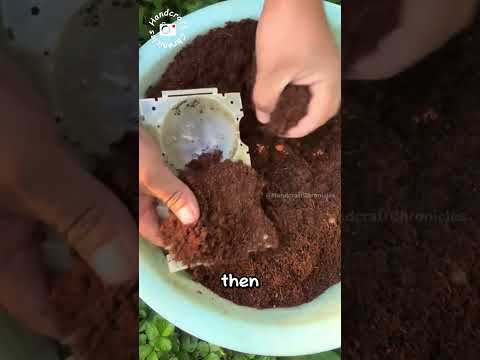 Tree Hack: Growing Roots from a Branch!