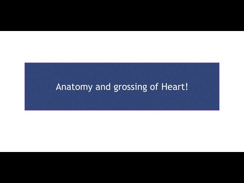 Heart anatomy gross surface and border