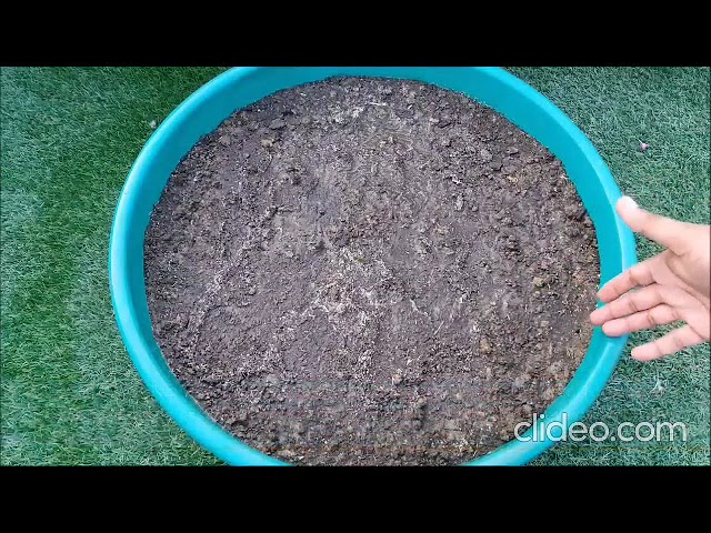 Lawn Doob Grass Seed - Natural Grass Seeds Manufacturer from Ghaziabad