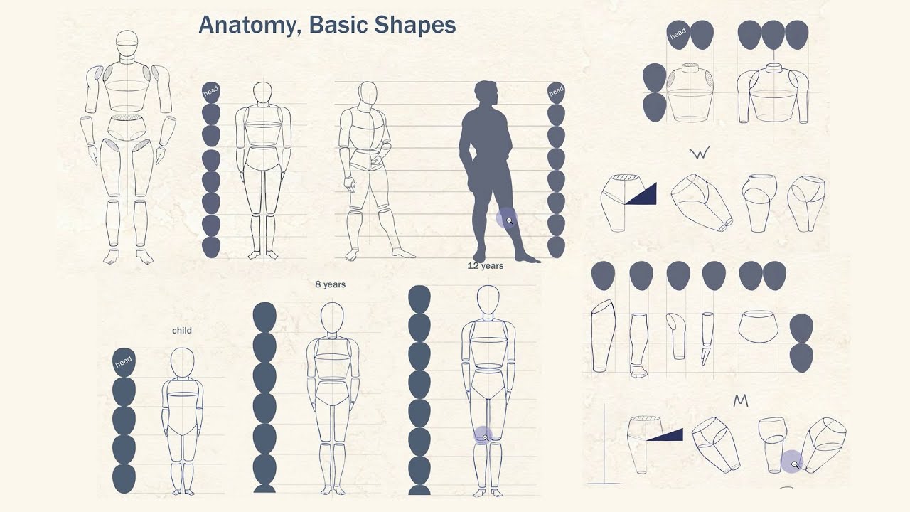 Introduction to character design for beginners with simple proportions and shapes explained_Arttutor