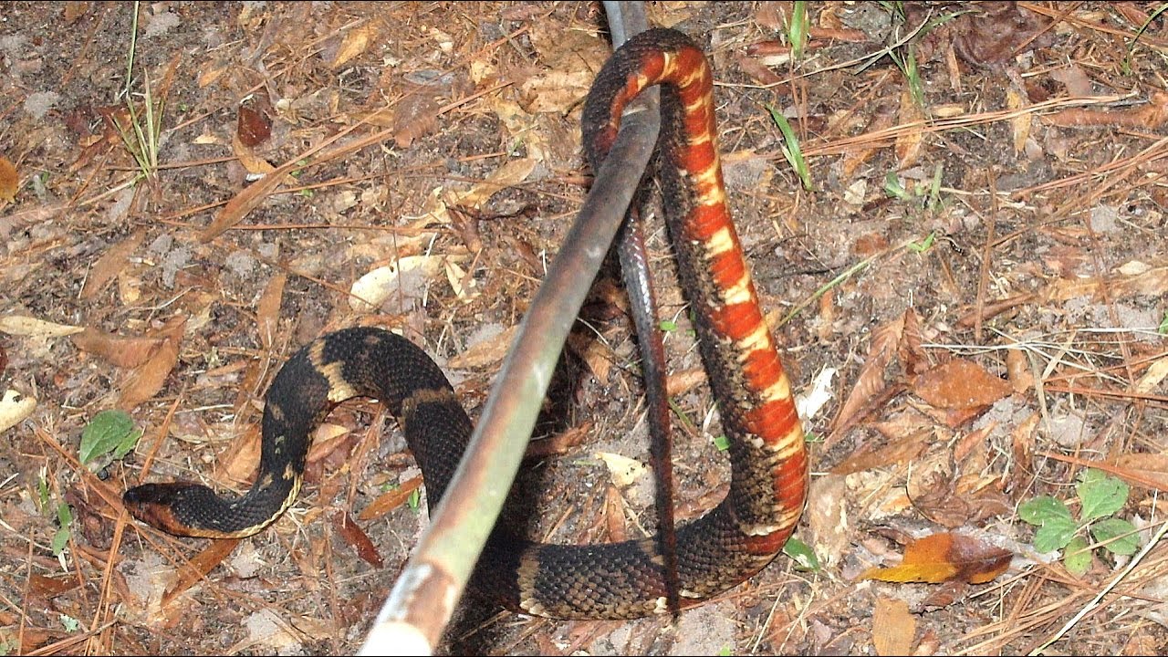 SN#9:  BROAD-BANDED WATERSNAKE Nerodia fasciata confluens (In East Texas)