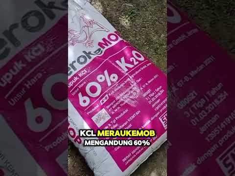 (Part 2) 6 Pupuk Kalium Pembesar Buah Sulfat, KCl, Paten Kali, Jangan Salah Pakai