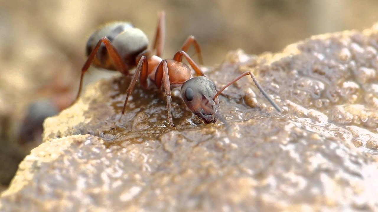 Formica rufibarbis (Video) - Crazy Ants