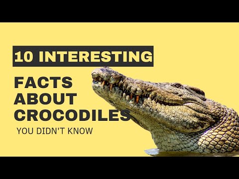10 Interesting Facts About Crocodiles You Didn't Know