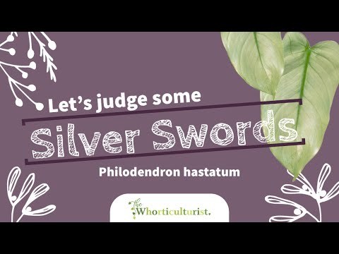 Wishlist Plants Judged: Silver Sword Philodendron