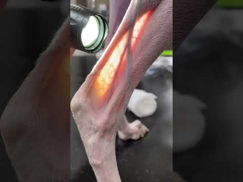 Dog's hind limb veins