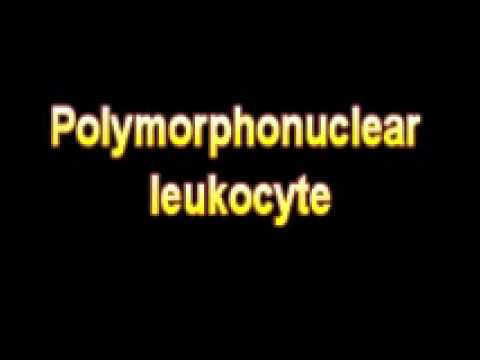 What Is The Definition Of Polymorphonuclear leukocyte Medical School Terminology Dictionary