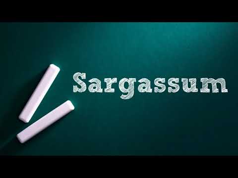 Sargassum - There's A Word for That