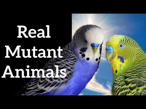 Real Mutant Animals - Genetic Mutations Explained