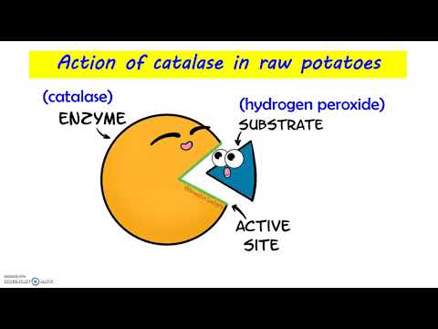 Effect of High Temperature on Enzymes