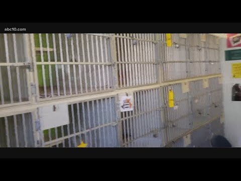 Cat kennels at Yolo County Animal Shelter empty, Cheyenne the Husky up for adoption | Entertainment