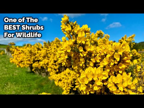 Gorse - A Vital Shrub For Wildlife
