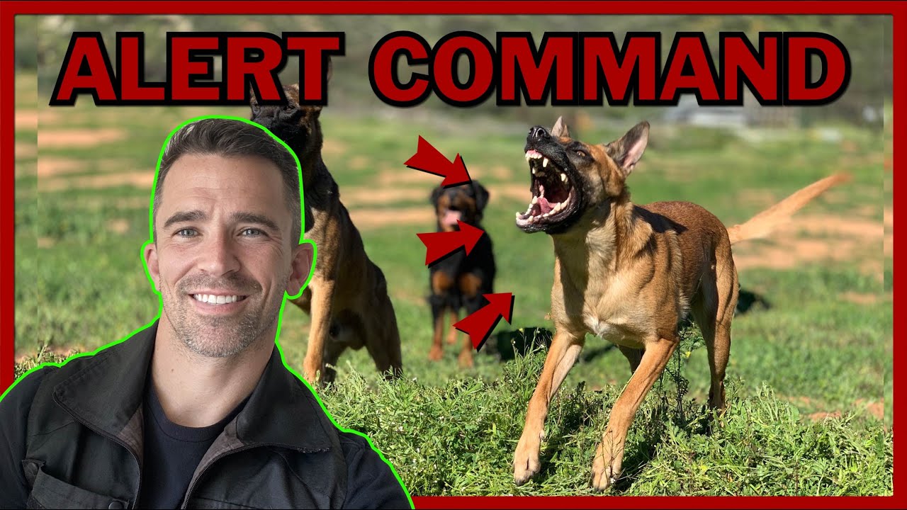 How to Train Your Dog to Alert on Command.