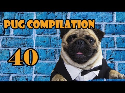 Pug Compilation 40 NEW ! - Funny Dogs but only Pug Videos | Instapugs