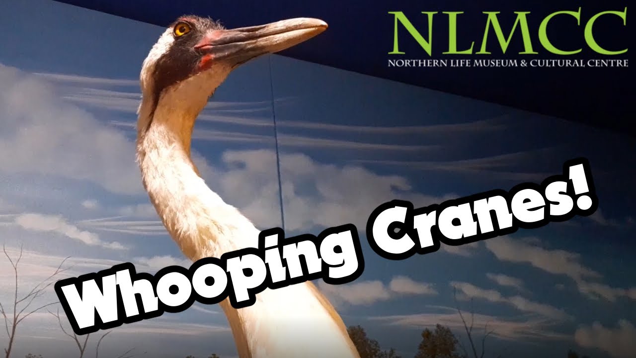 Creature Feature: Whooping Cranes