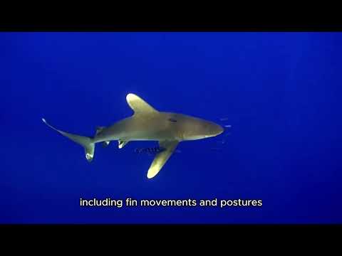 Sharks: The Ocean's Apex Predators | The Animal Kingdom World TV