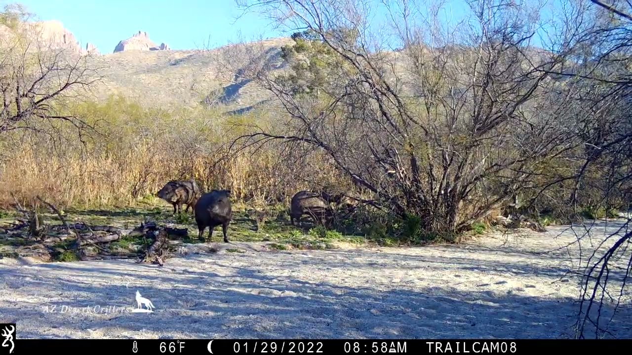Javelina in the wash and then a few have a drink