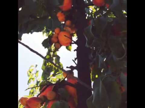 Masumoto Family Farm Peaches