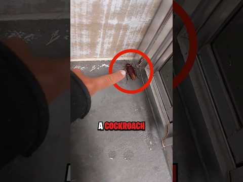 NEVER Kill A Cockroach ????