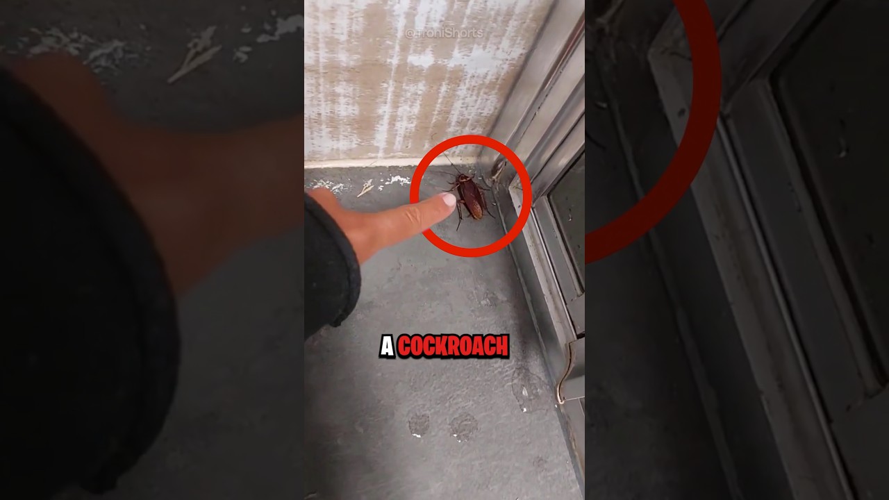 NEVER Kill A Cockroach 😨