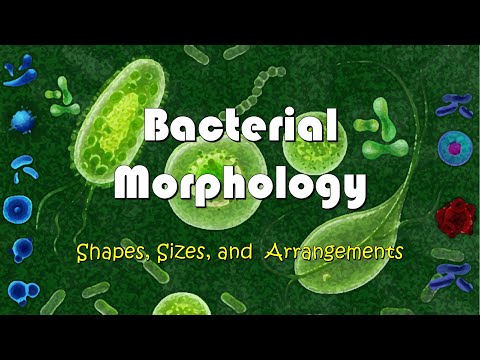 Understanding Bacterial Morphology | Shapes, Sizes, and Arrangements of Bacteria