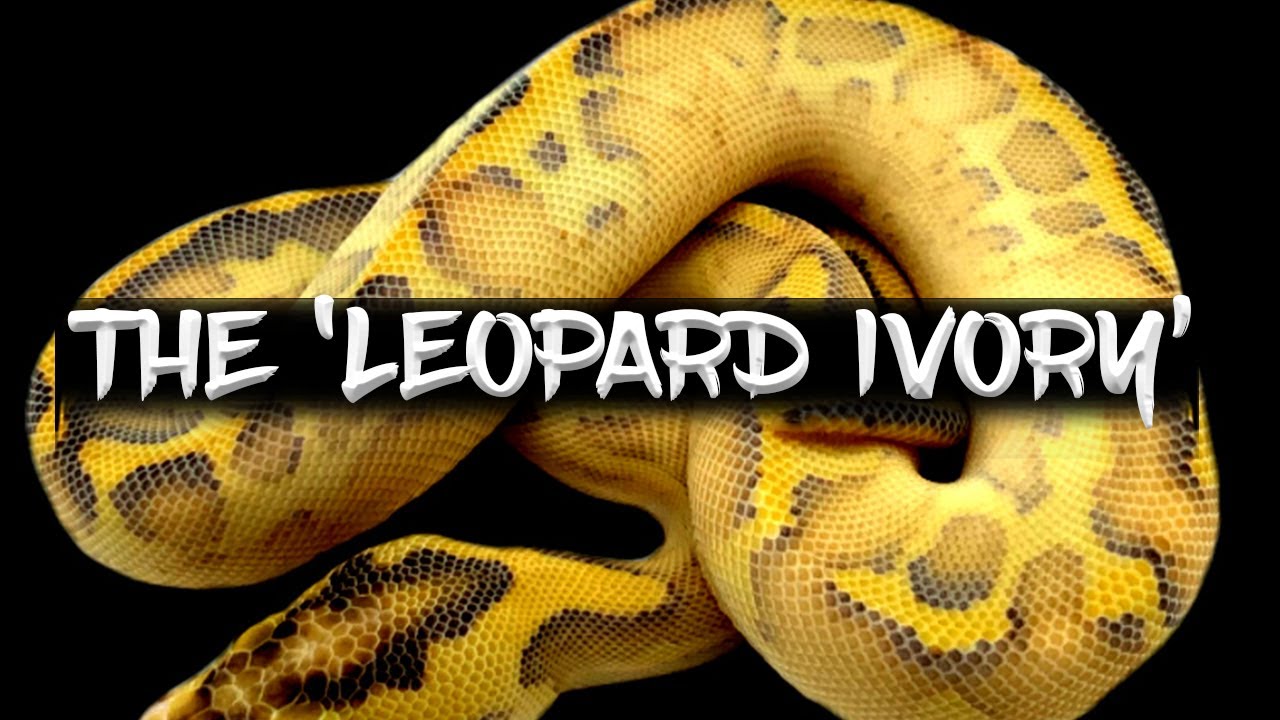 The 'Leopard Ivory' Ball Python