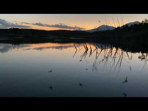 Bats flying over water at Lake (sunset)