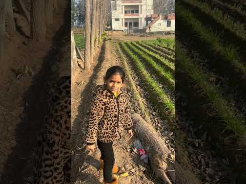 Fateh Farm for kids near Panchkula Chandigarh #FatehFarm #farmstay #organic #agriculture #tourism
