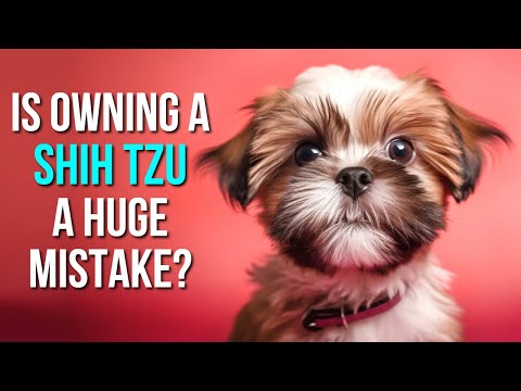 10 Reasons Why You Should Not Get a Shih Tzu