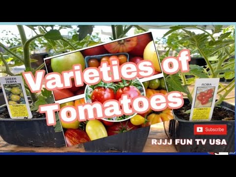 VARIETIES OF TOMATO/ WHAT ARE THE DIFFERENT KINDS/NAMES OF TOMATOES/ SOME FACTS ABOUT TOMATOES
