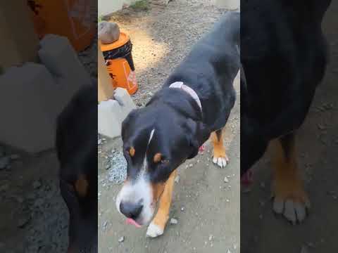 Greater Swiss Mountain Dog - Dog of the day #dog #animaltraining #dogtraining
