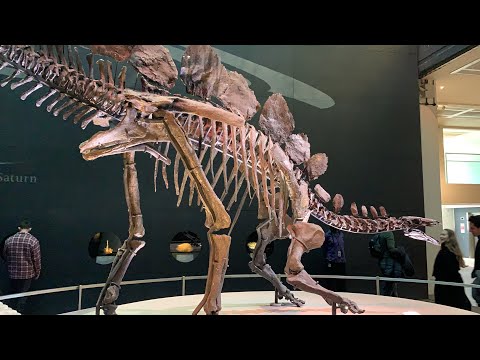 stegosaurus skeleton