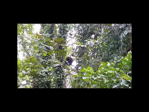 Howler Monkey Attacks Another Howler?