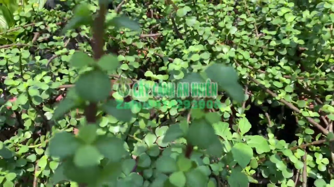 Cây Đô La Xanh ( Cành Vàng Lá Ngọc)