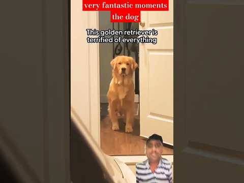 This Golden Retriever Is The Definition Of A Nanny Dog @TheDodo #goldenretriever #dogtale
