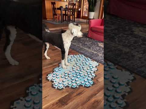 My Talking Dog Uses Her Buttons to Talk About The Past | Talking Dog Buttons