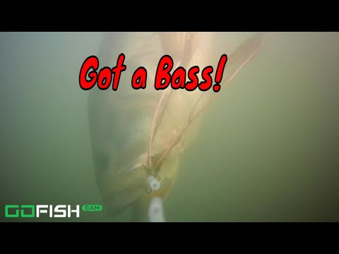 Bass Fishing | GoFish Cam UW Action Video Finally!