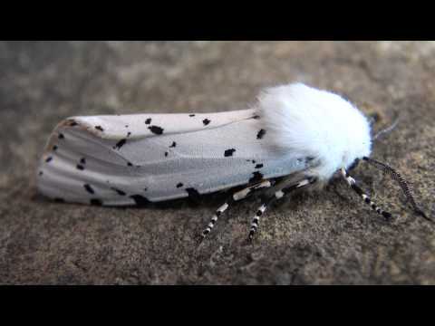 Salt Marsh Moth (Estigmene acrea)