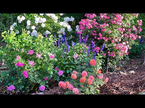 My Little Rose Garden - Spring 2022 Tour