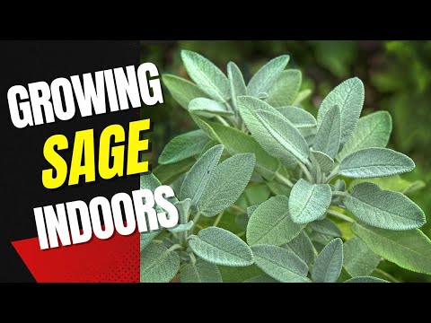Growing Sage Indoors: A Beginner's Guide to Growing Sage Indoors