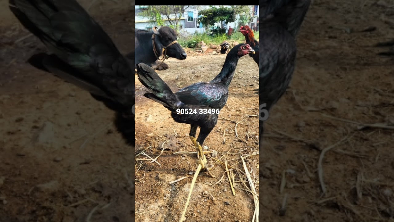 90524 33496#bhimavarm jathi #Babutvfms