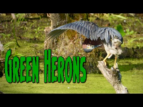 Green Herons and Baby Grebes
