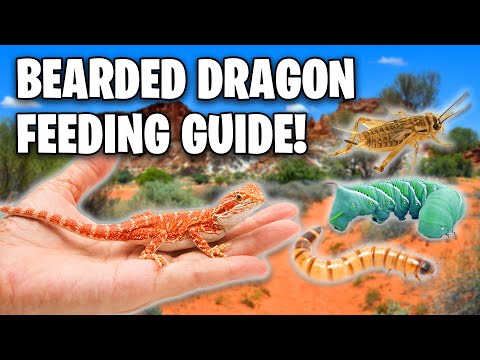 What Do Bearded Dragons Eat? Ultimate Bearded Dragon Feeding Guide!