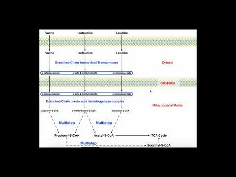 Exercise Physiology | BCAA Catabolism: The Basics