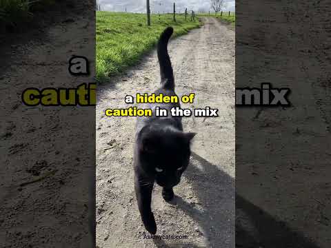 Your cat's tail language. #cat