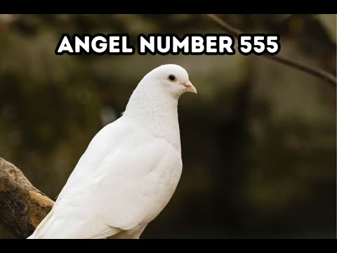 Angel Number 555 | Unveiling the Secrets of Divine Messages