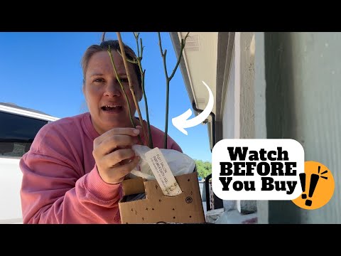 Heirloom Roses Earth Angel Rose Plant UNBOXING + 1-MONTH UPDATE