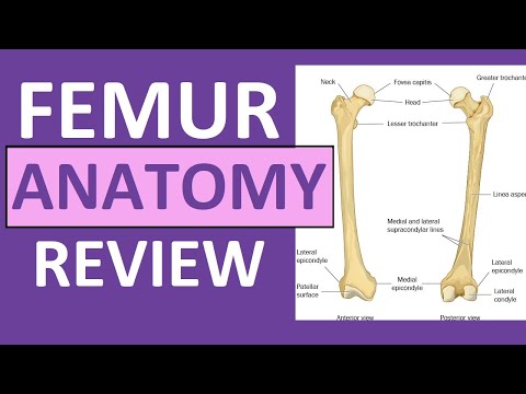 Femur Bone Anatomy Lecture and Landmark Markings