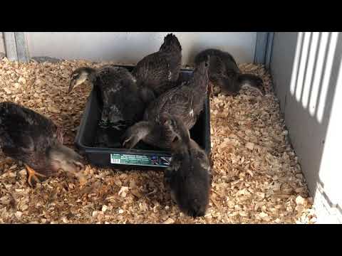 Exhibition Rouen Ducks